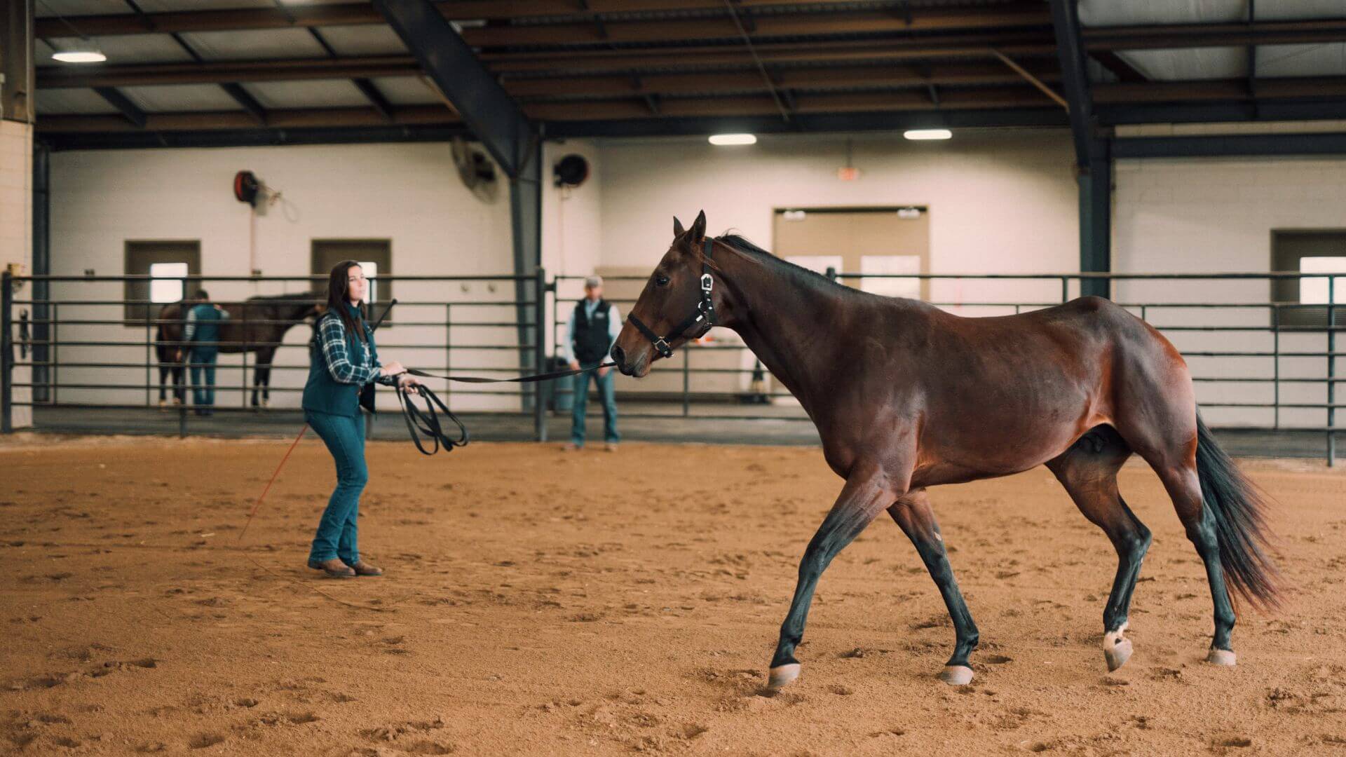 Client Forms | Piedmont Equine Associates